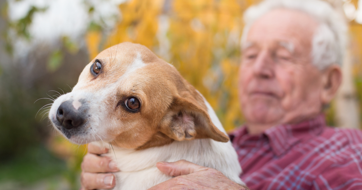 The Various Benefits Of Pets For Older Adults New Wave Home Care